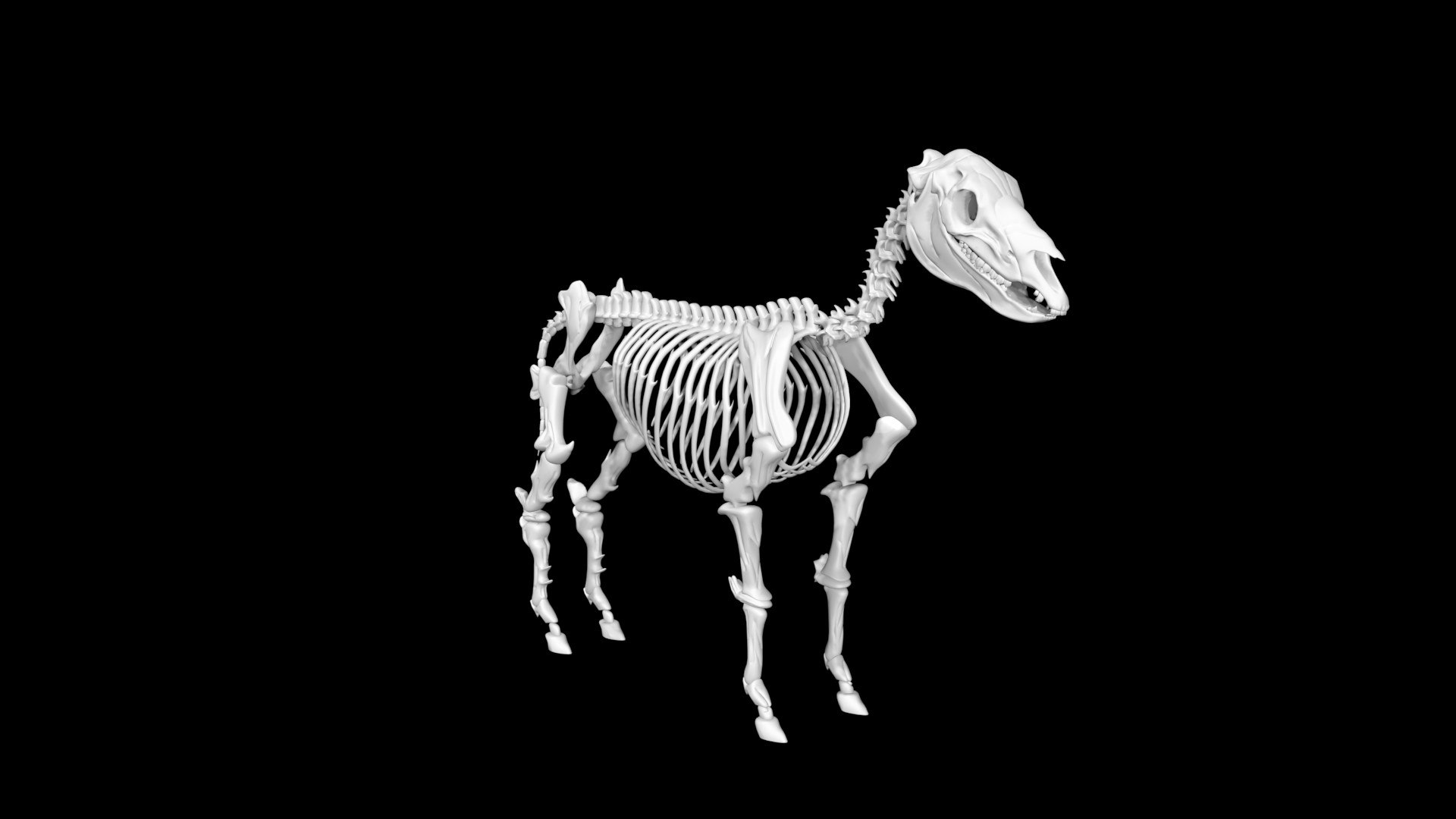 Zebra Skeleton 3D Model - TurboSquid 1887433