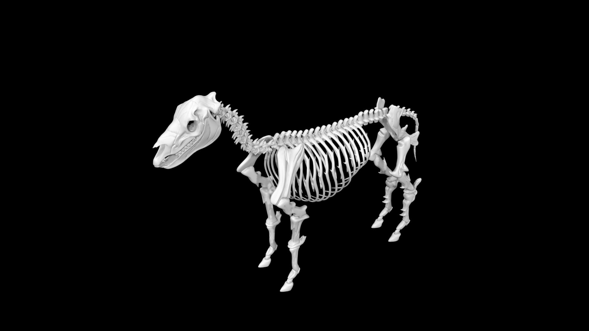 Zebra Skeleton 3D Model - TurboSquid 1887433