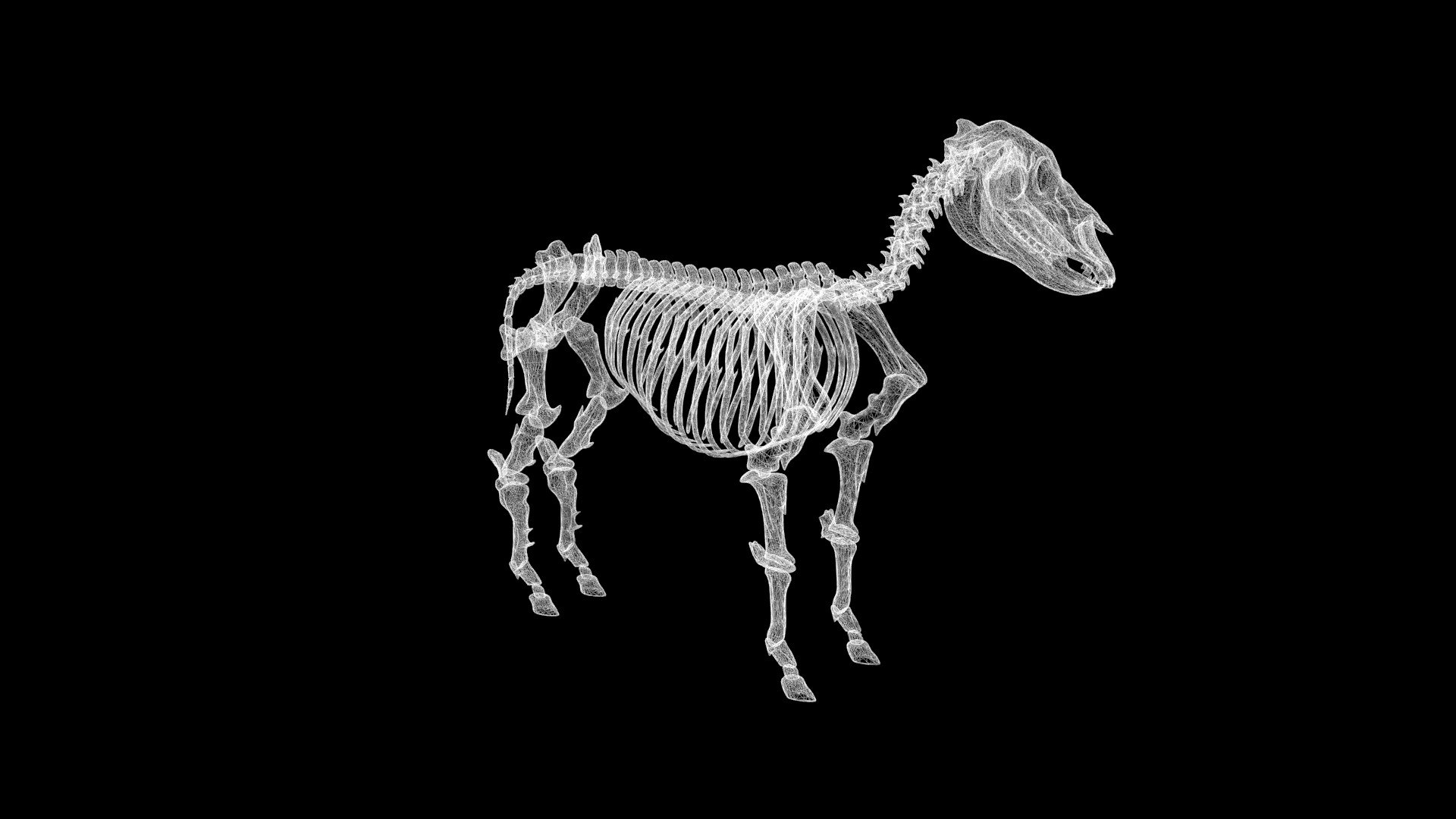 Zebra Skeleton 3D Model - TurboSquid 1887433