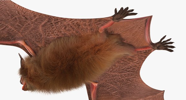 x bat fur hair
