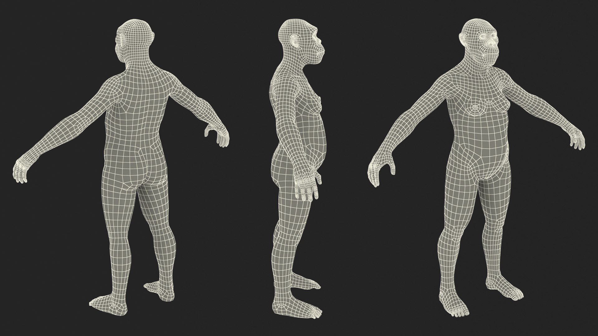 Anatomical Model Of Australopithecus Female Fur Rigged 3D - TurboSquid ...