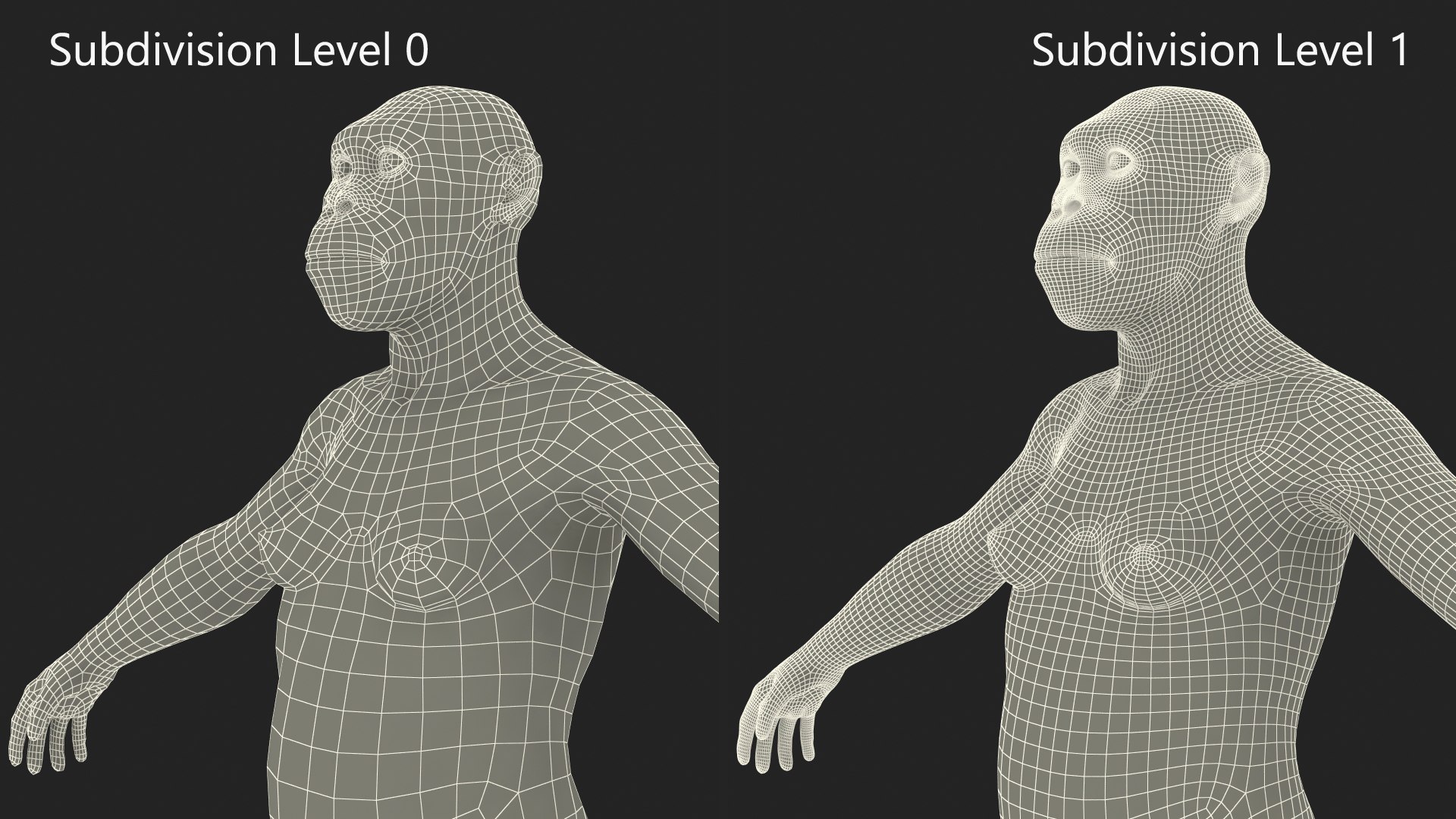 Anatomical Model Of Australopithecus Female Fur Rigged 3D - TurboSquid ...