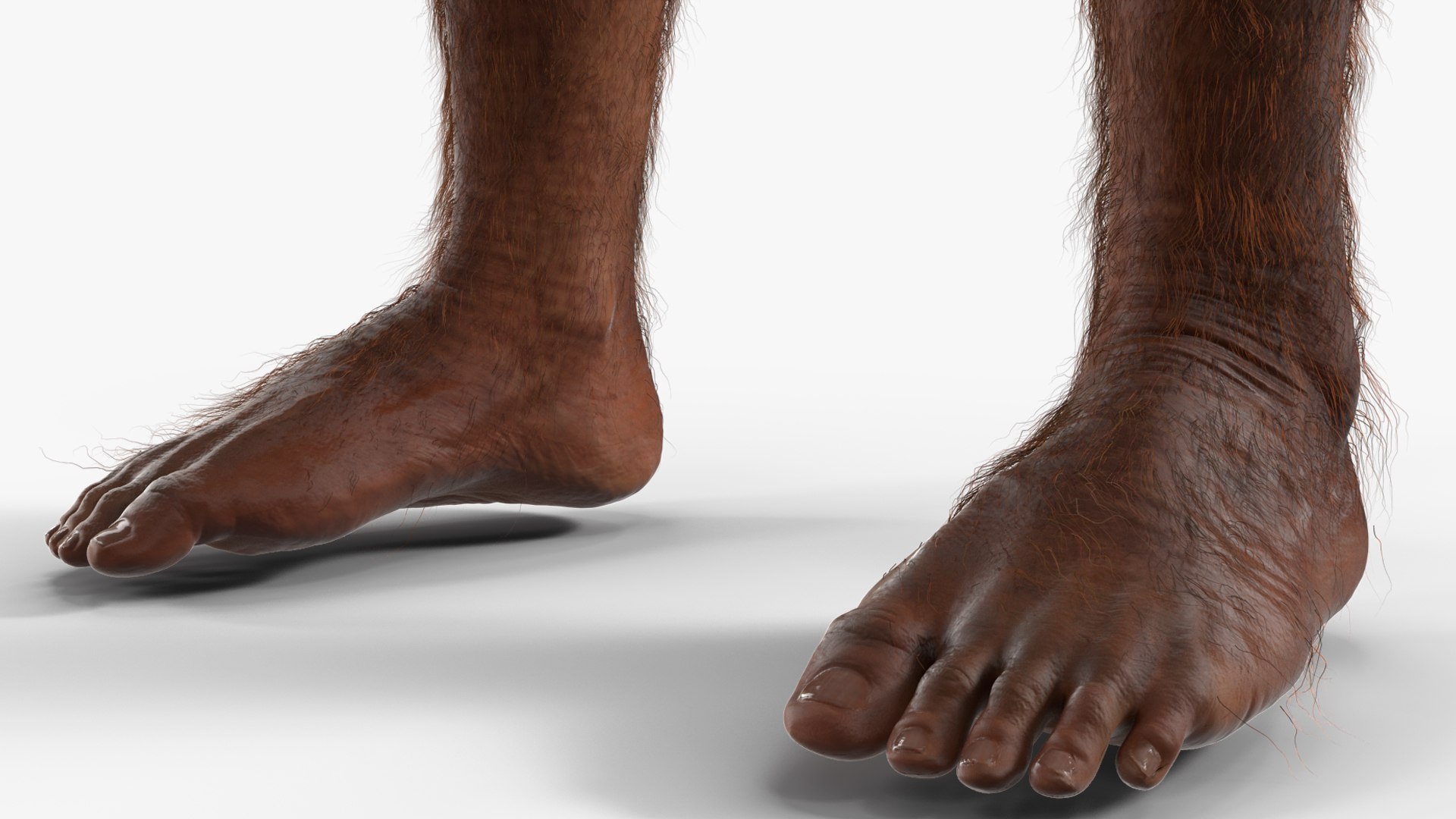 Anatomical Model Of Australopithecus Female Fur Rigged 3D - TurboSquid ...