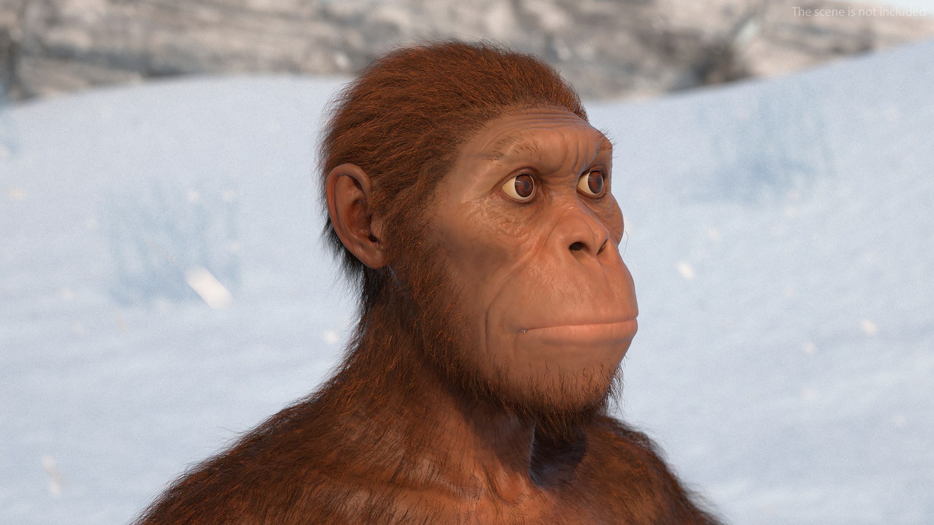 Anatomical Model Of Australopithecus Female Fur Rigged 3D - TurboSquid ...