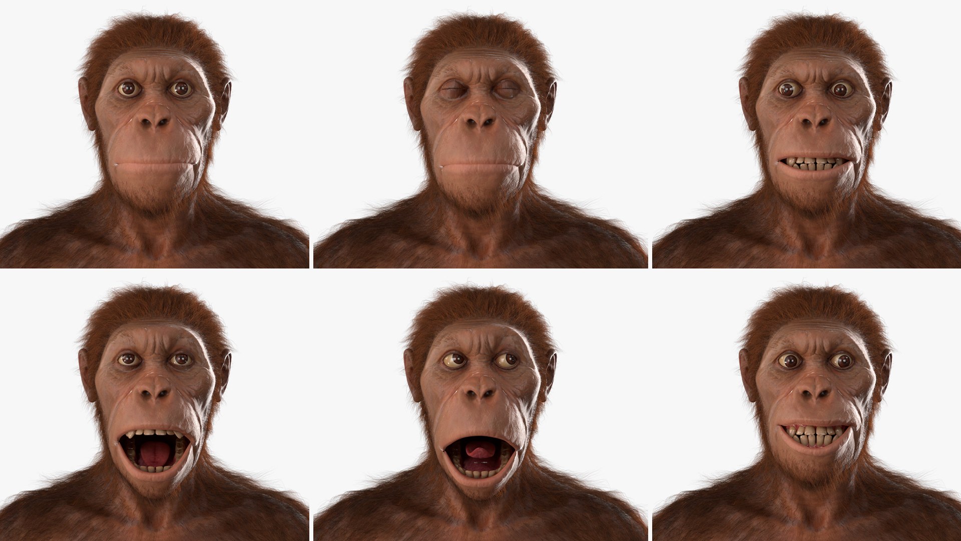 Anatomical Model Of Australopithecus Female Fur Rigged 3D - TurboSquid ...