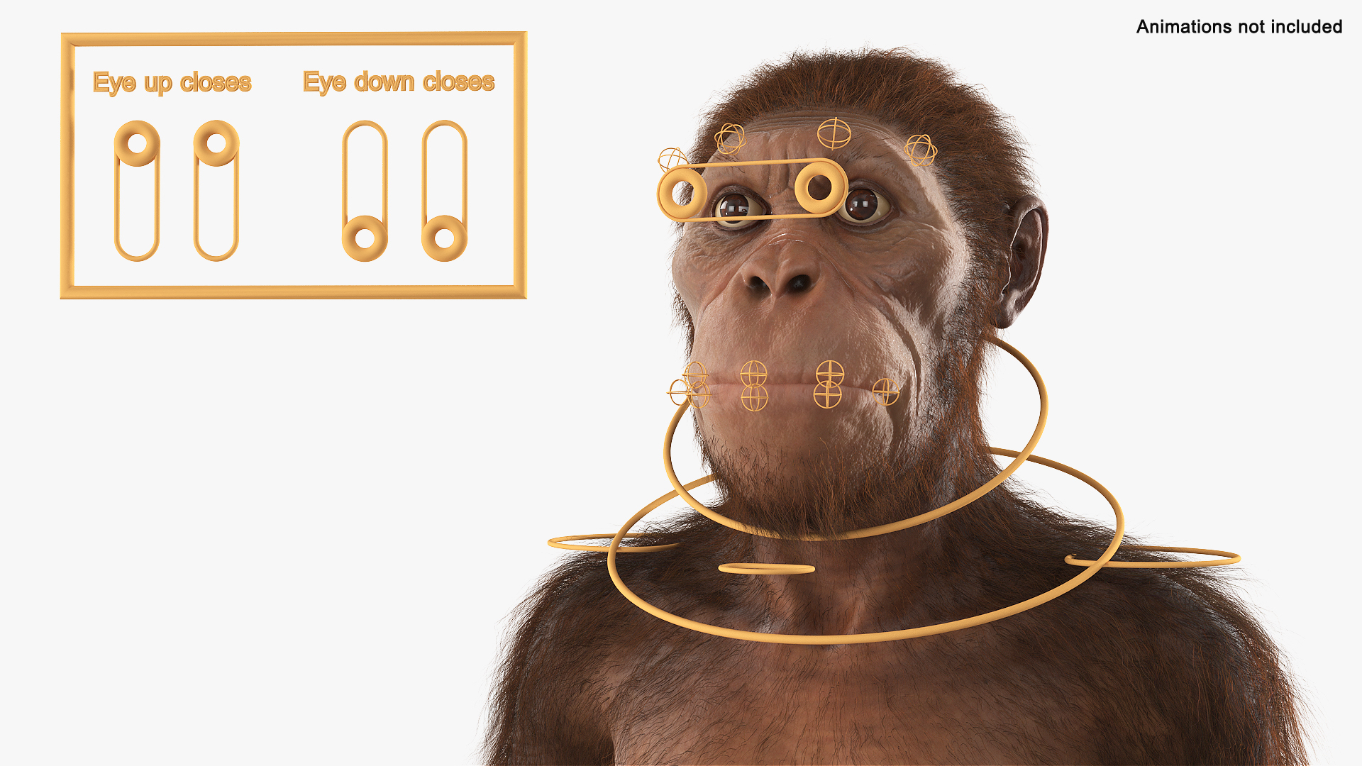 Anatomical Model Of Australopithecus Female Fur Rigged 3D - TurboSquid ...