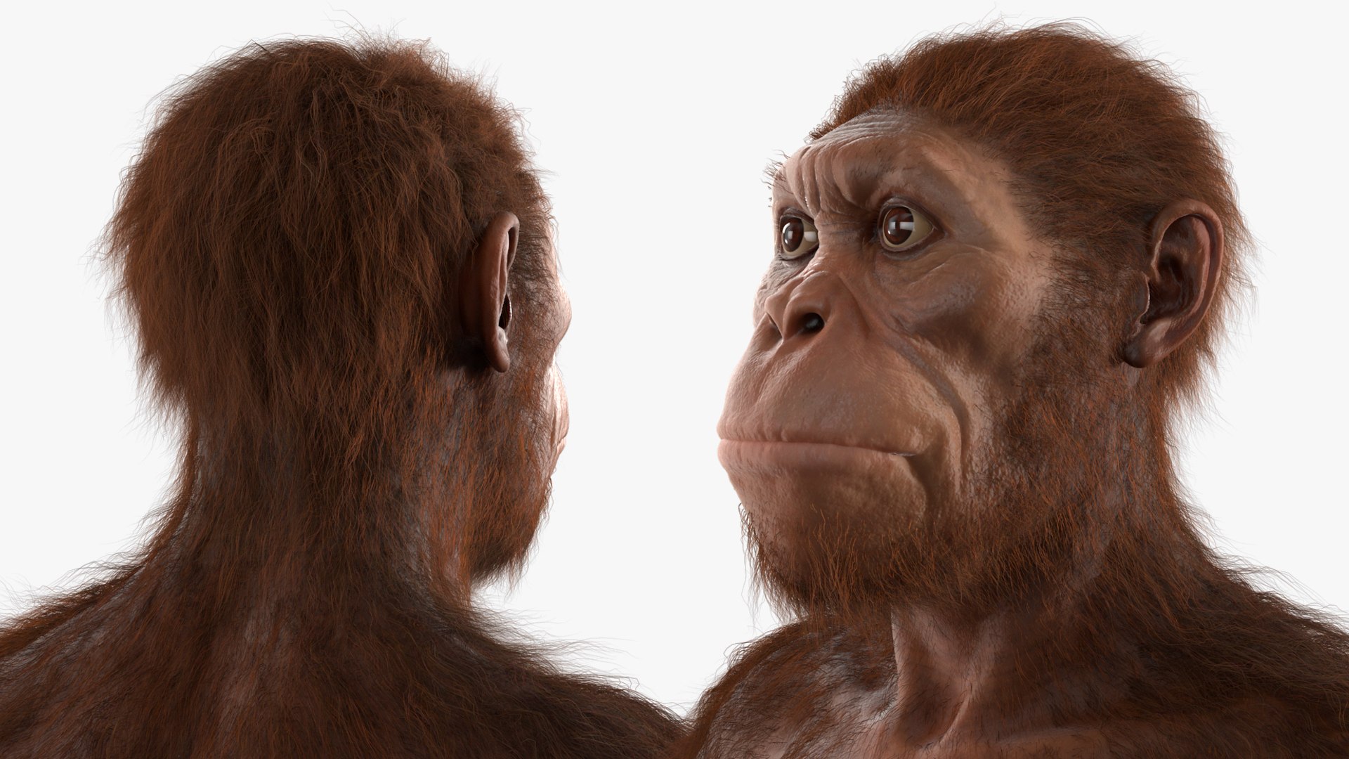 Anatomical Model Of Australopithecus Female Fur Rigged 3D - TurboSquid ...