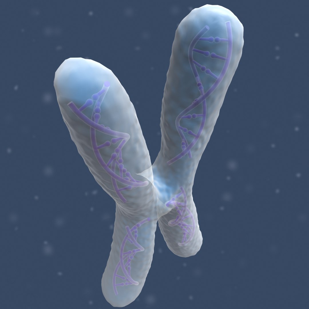 3d Human Chromosome