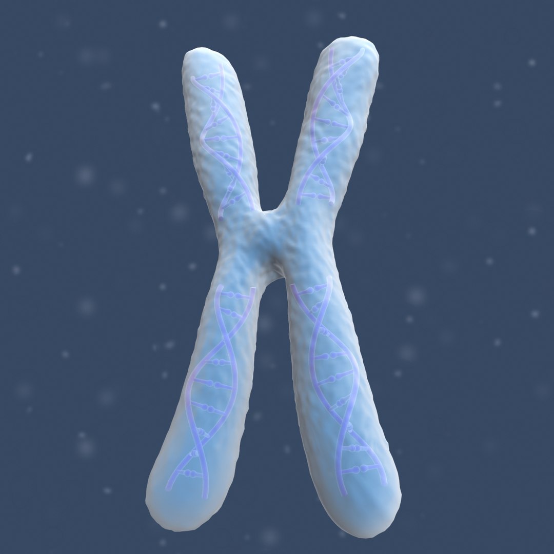 3d Human Chromosome