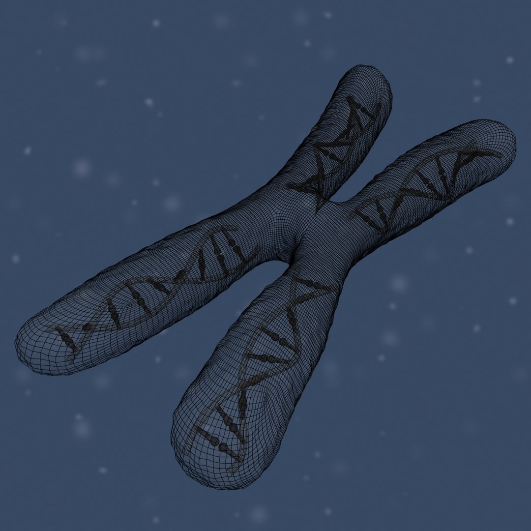 3d Human Chromosome