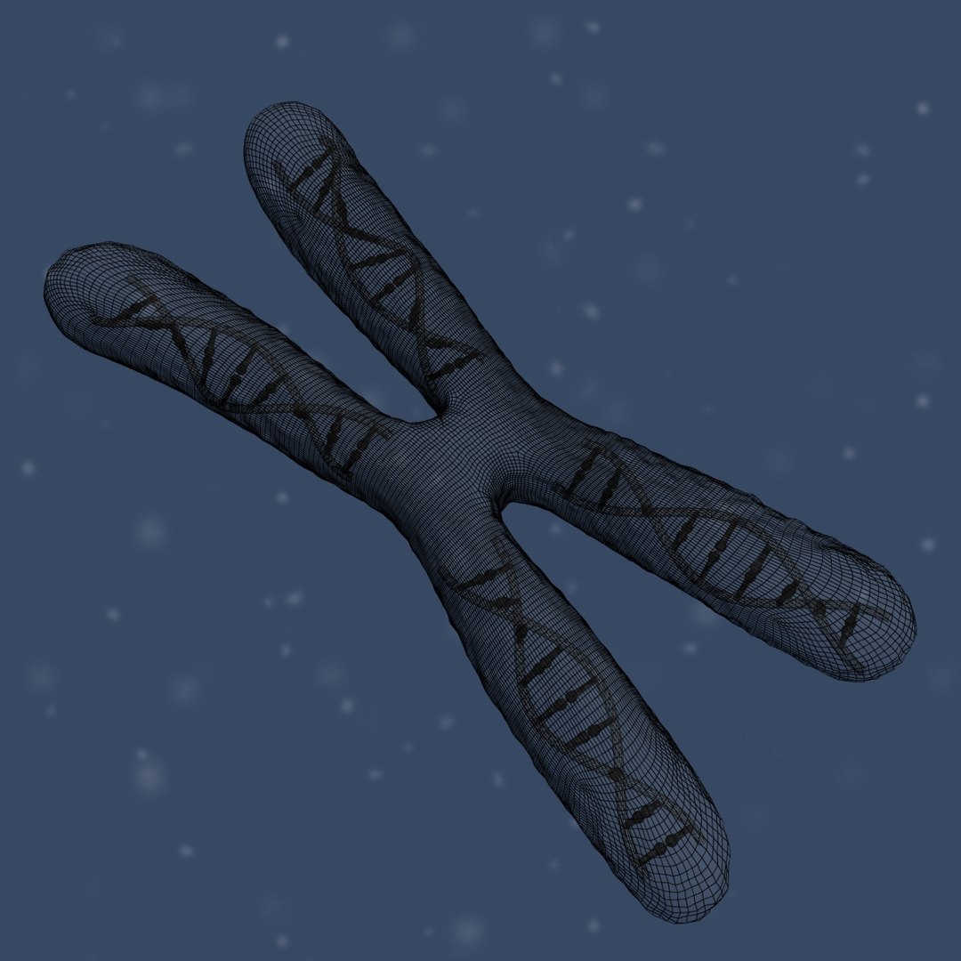 3d Human Chromosome