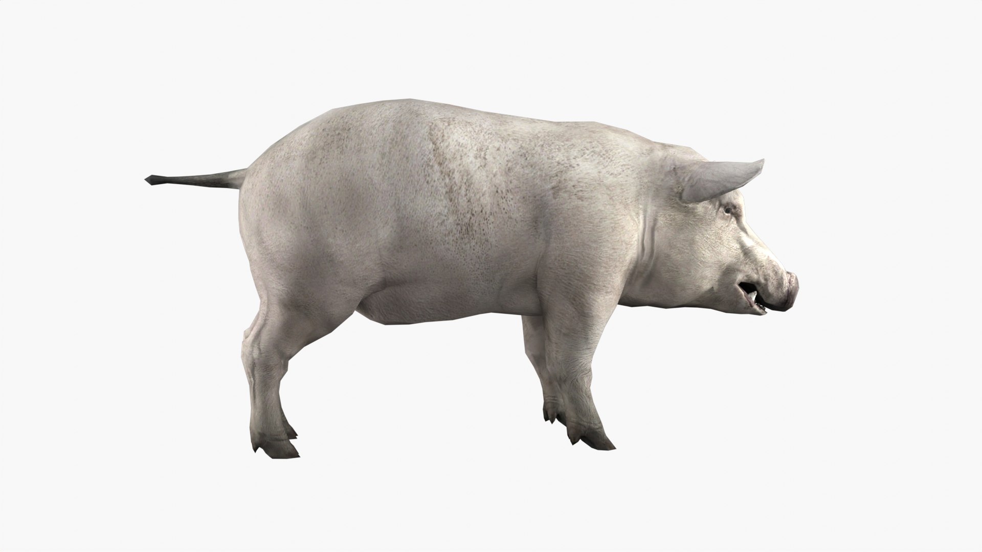 3D Pig - TurboSquid 2370550