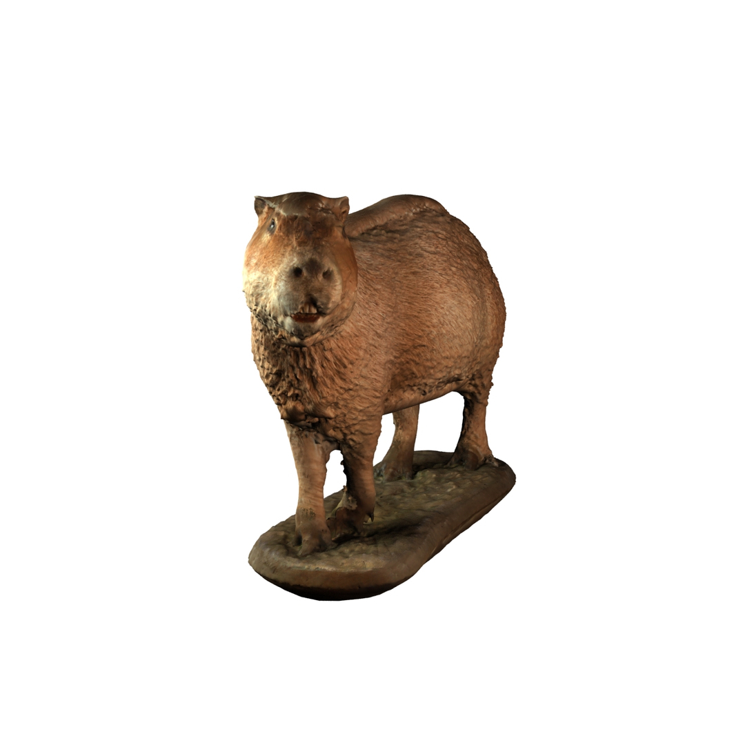 Capybara Max