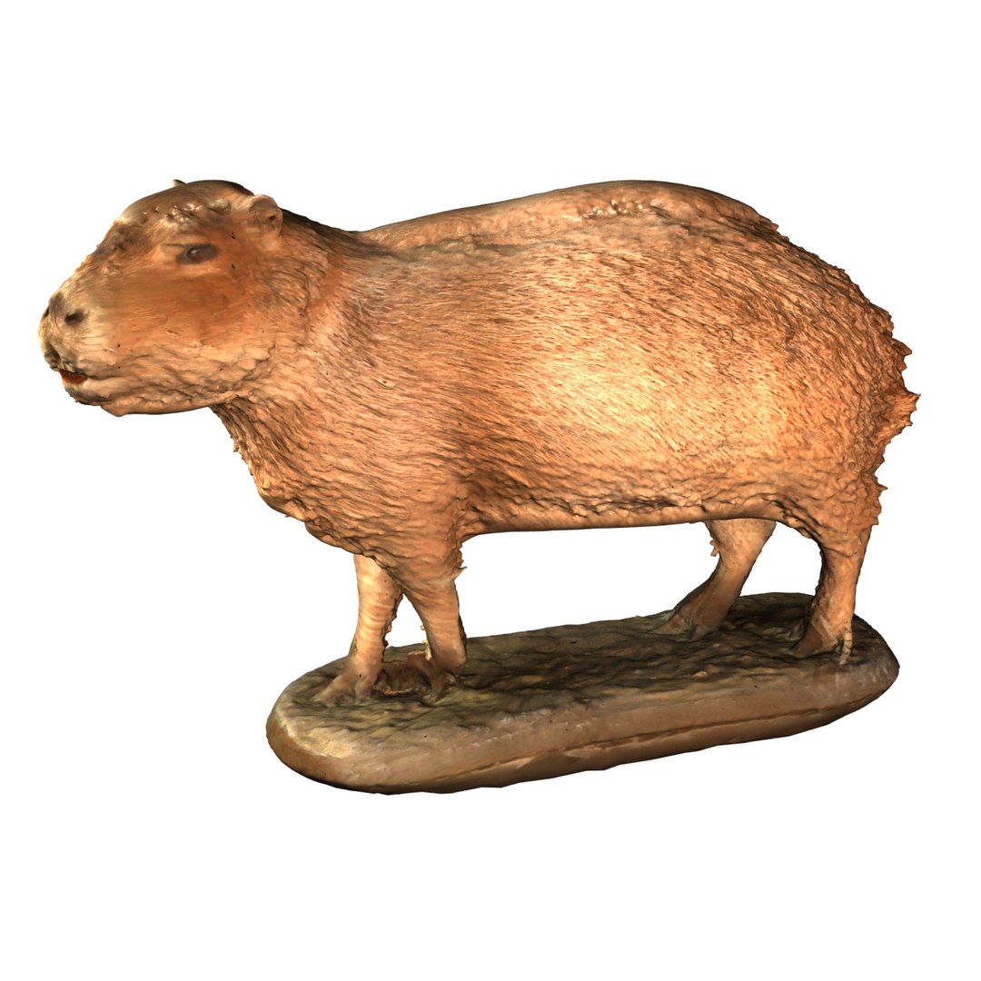 Capybara Max