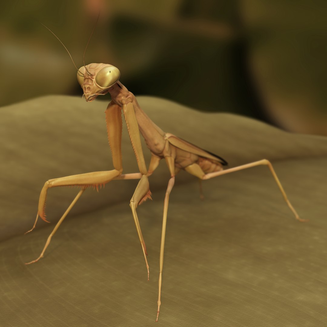 California Praying Mantis - Obj