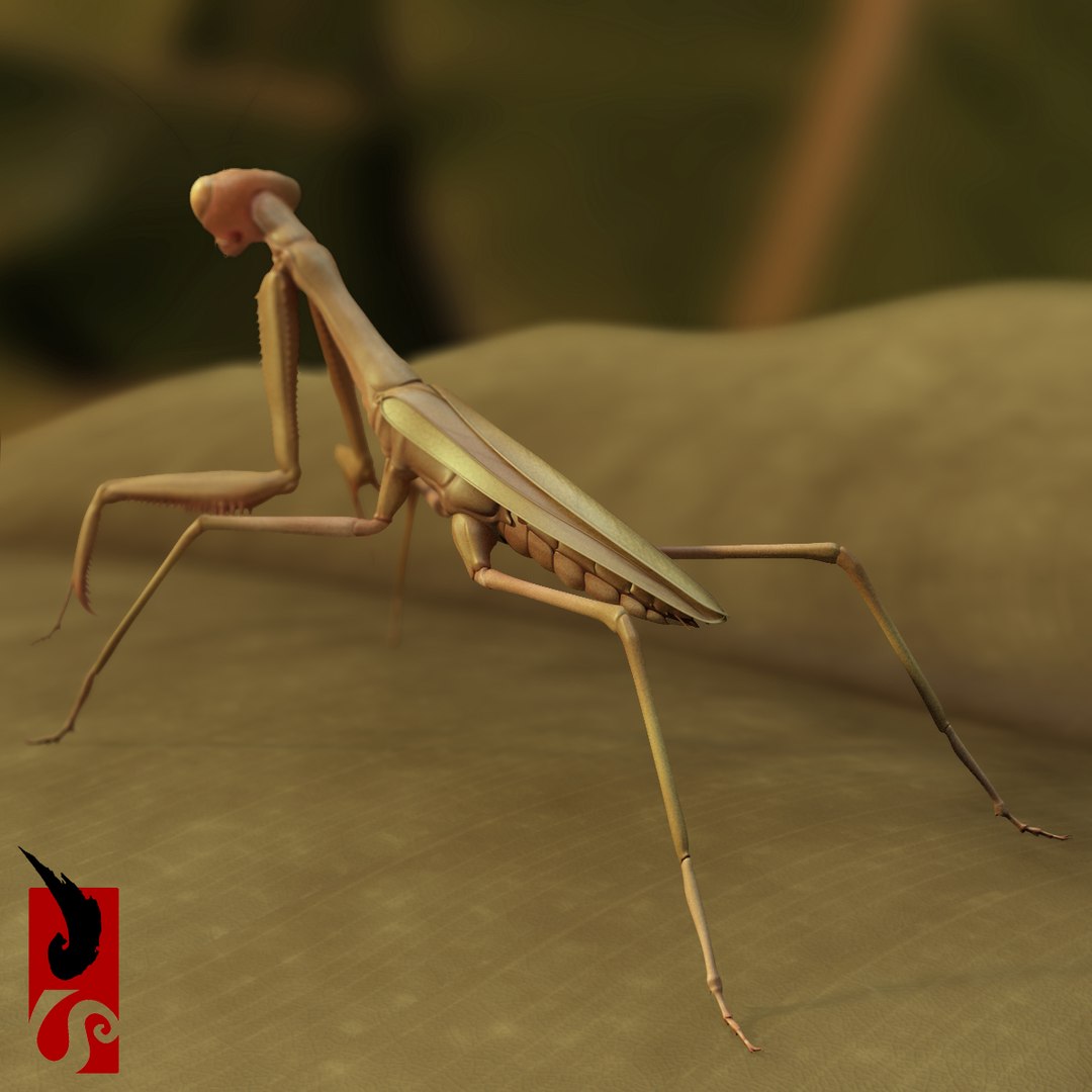 California Praying Mantis - Obj
