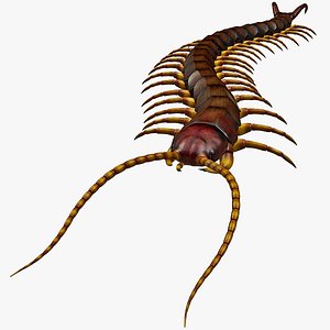 3D 3d-Model Centipede Models | TurboSquid