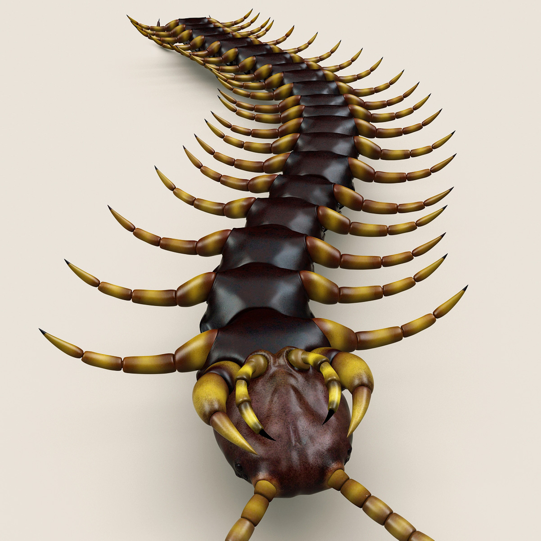 3d model of centipede modelled