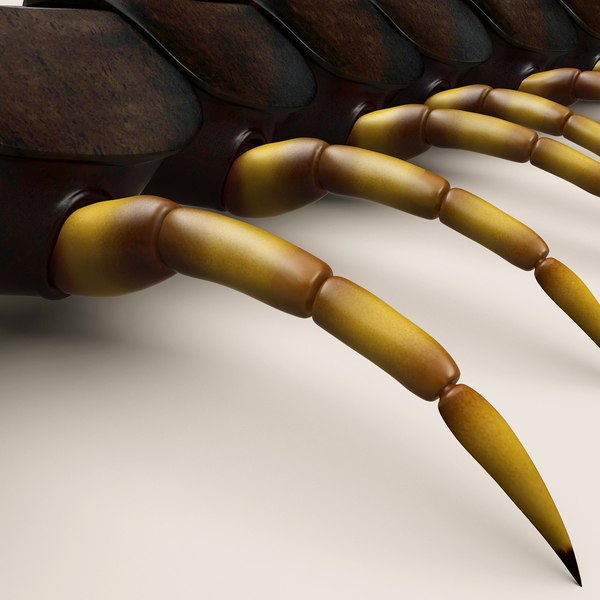 3d model of centipede modelled