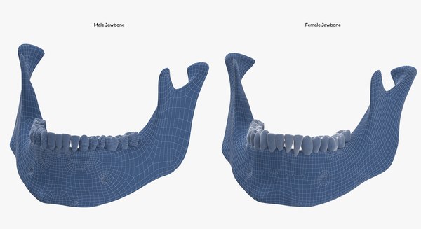 3D Human Male and Female Jawbones Collection Yellow - 2 models model ...
