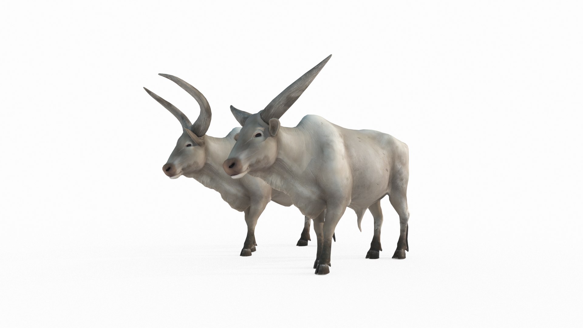 Ancient Oxen For Farming 3D Model - TurboSquid 2290428