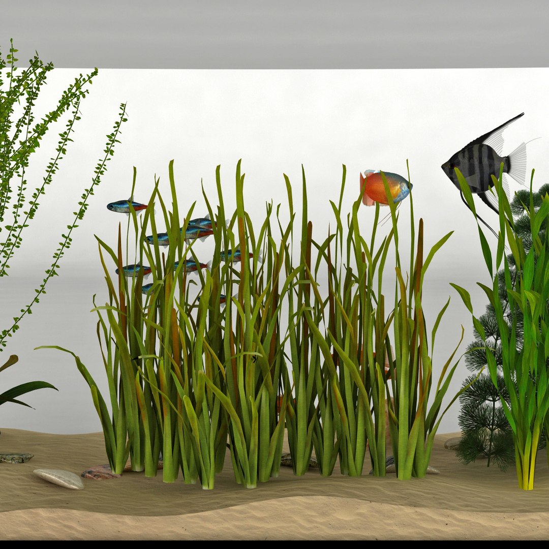 3d aquarium v11 model