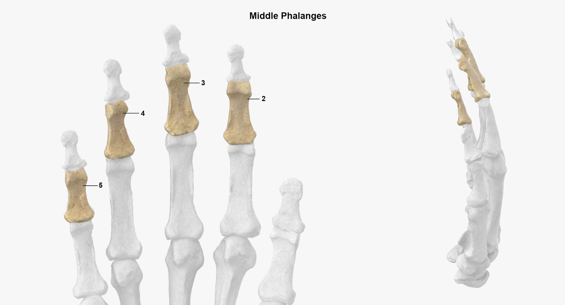 Human hand ulna radius 3D model - TurboSquid 1657083