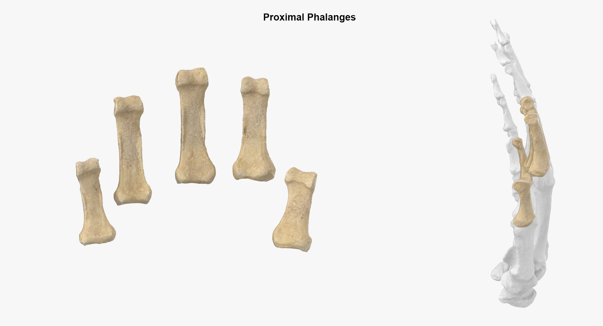 Human hand ulna radius 3D model - TurboSquid 1657083