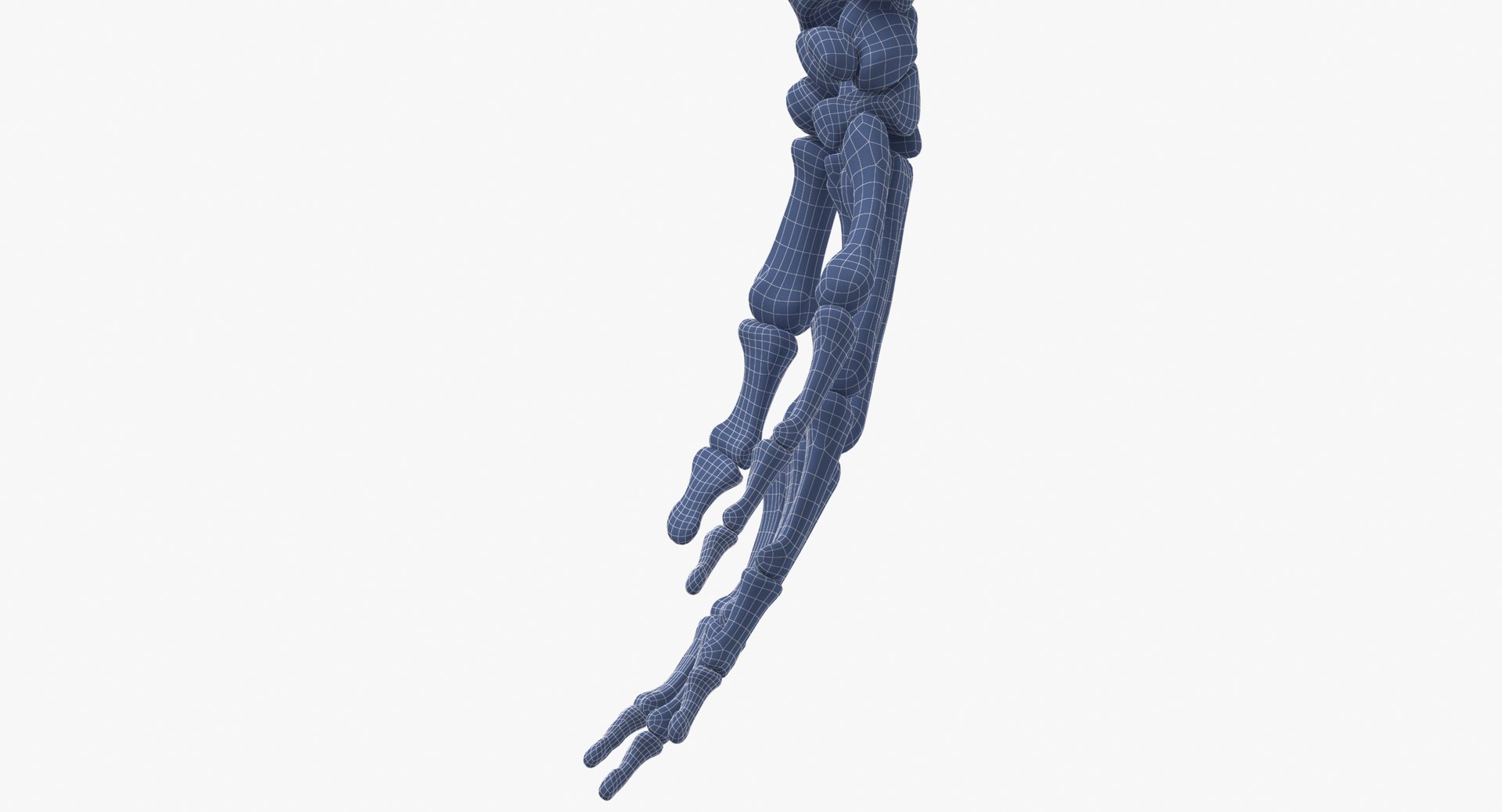 Human hand ulna radius 3D model - TurboSquid 1657083