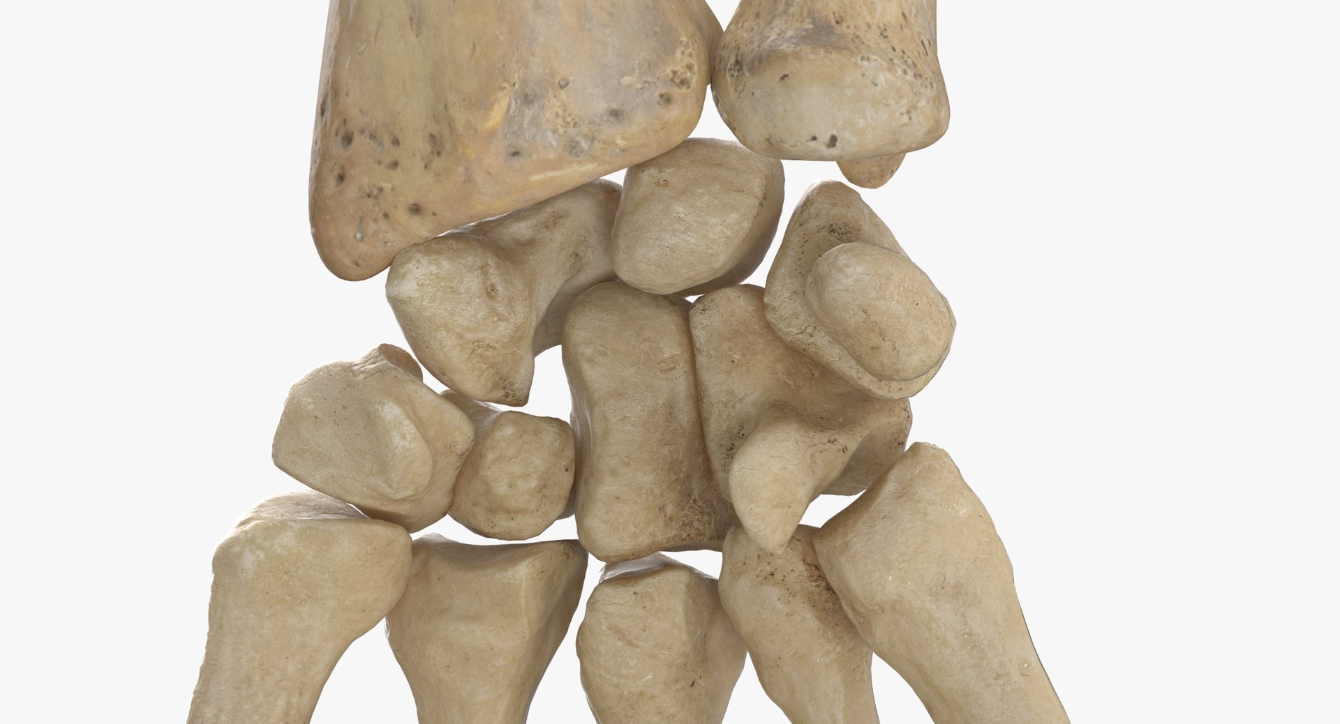 Human hand ulna radius 3D model - TurboSquid 1657083