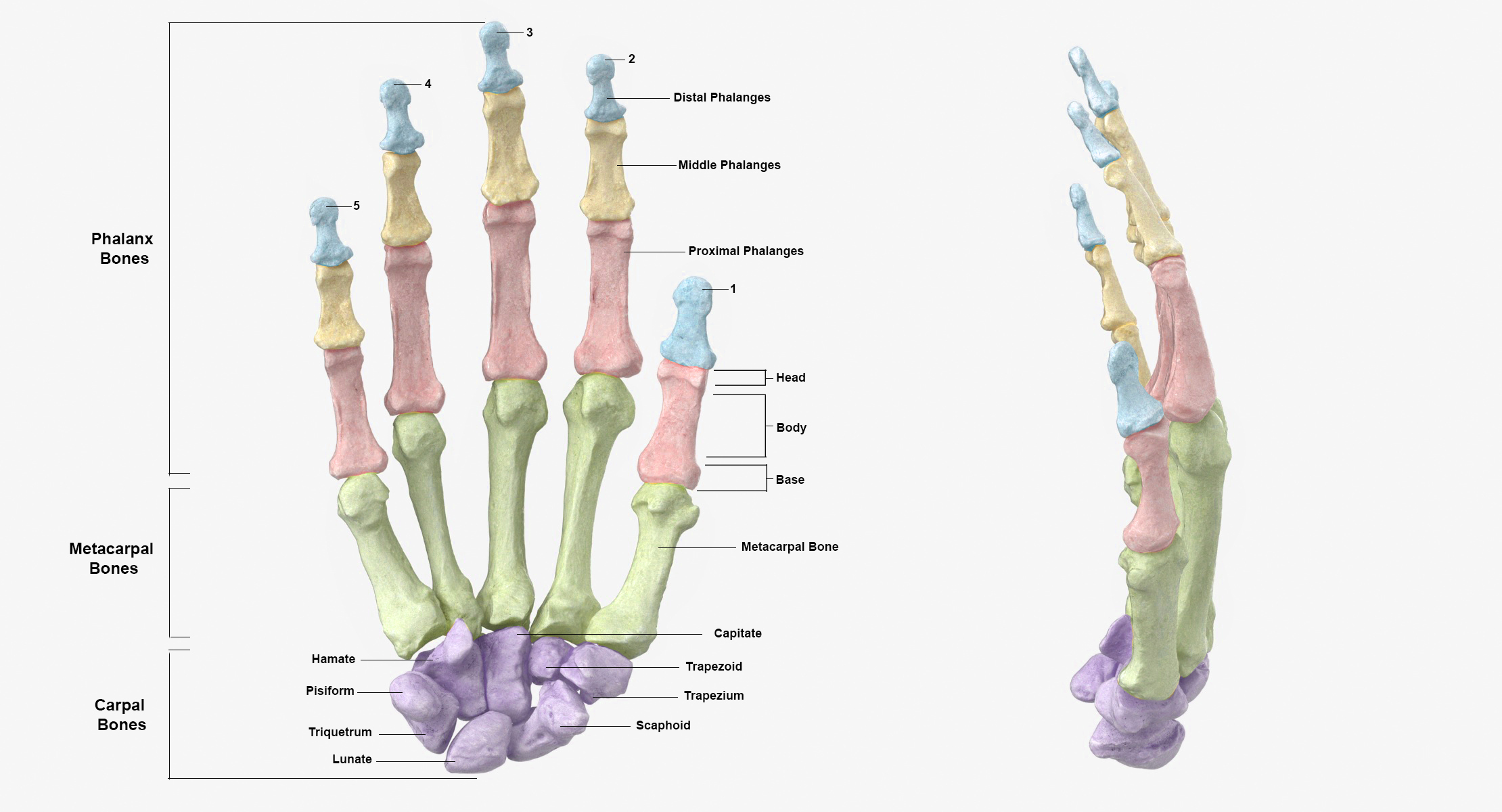 modelo 3d Anatomía de los huesos del radio y el cúbito de la mano ...