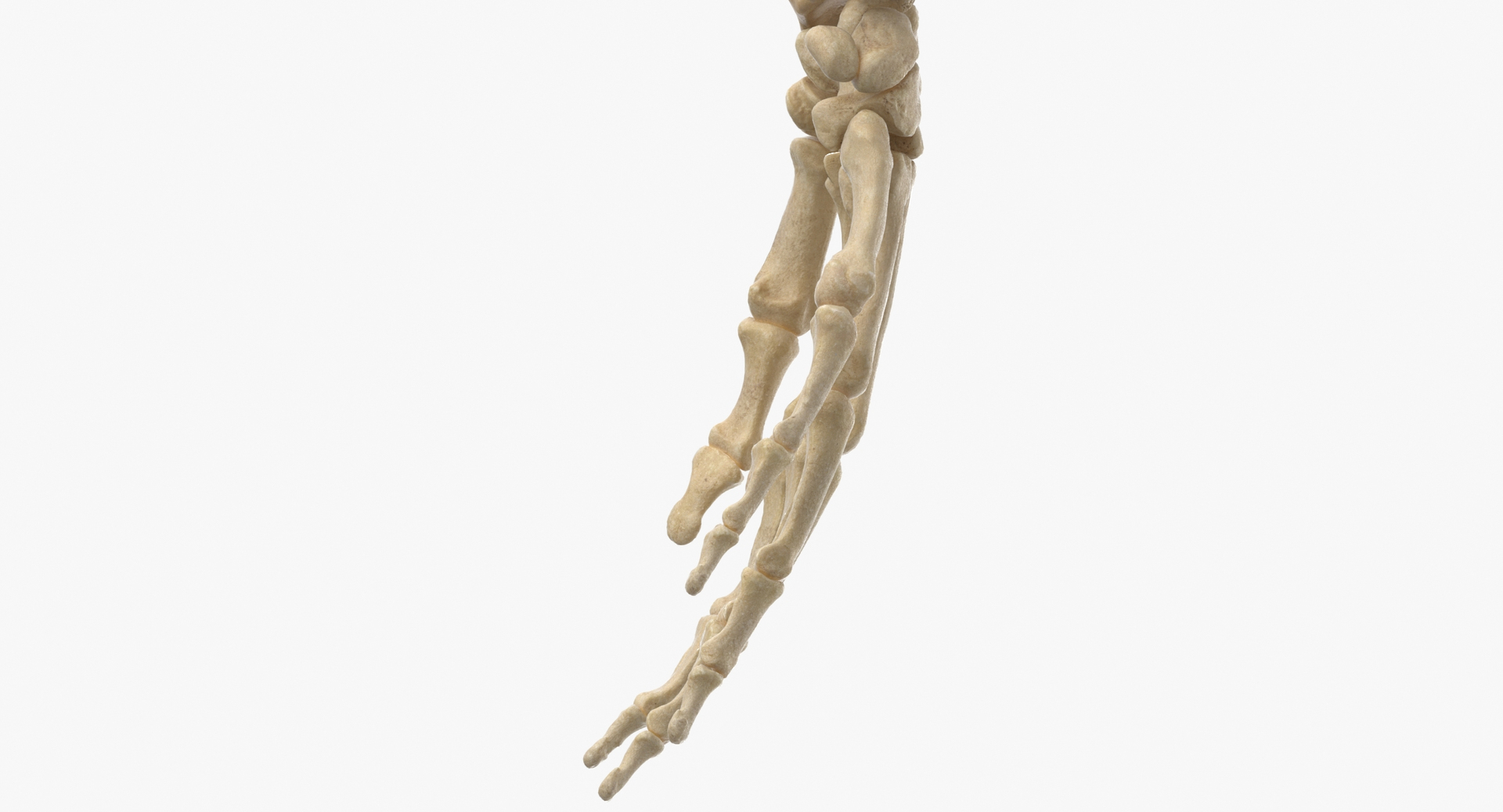 modelo 3d Anatomía de los huesos del radio y el cúbito de la mano ...