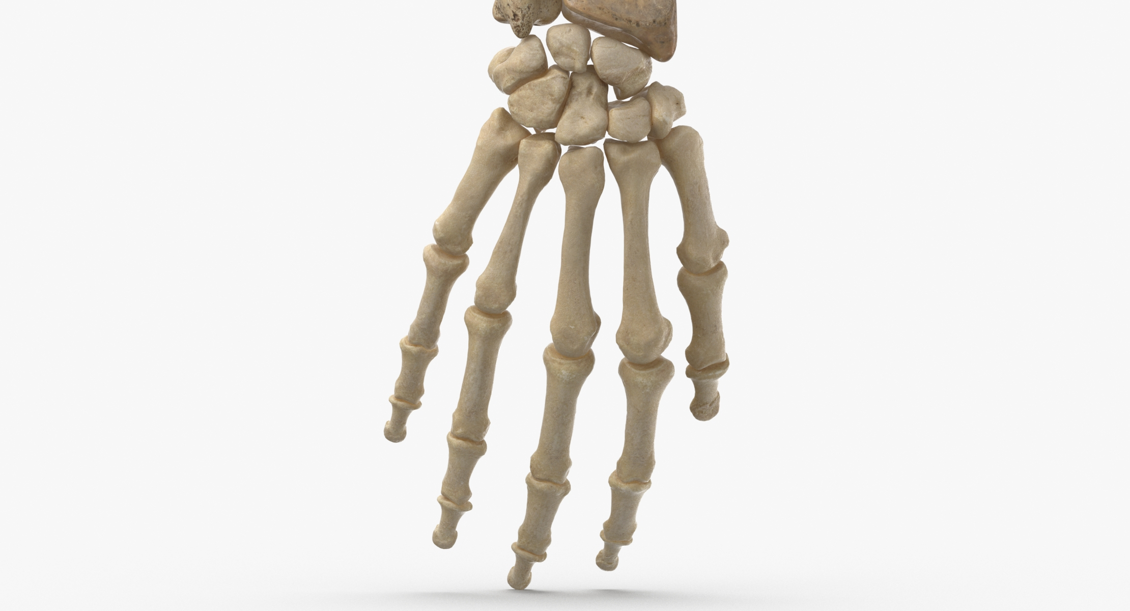 modelo 3d Anatomía de los huesos del radio y el cúbito de la mano ...
