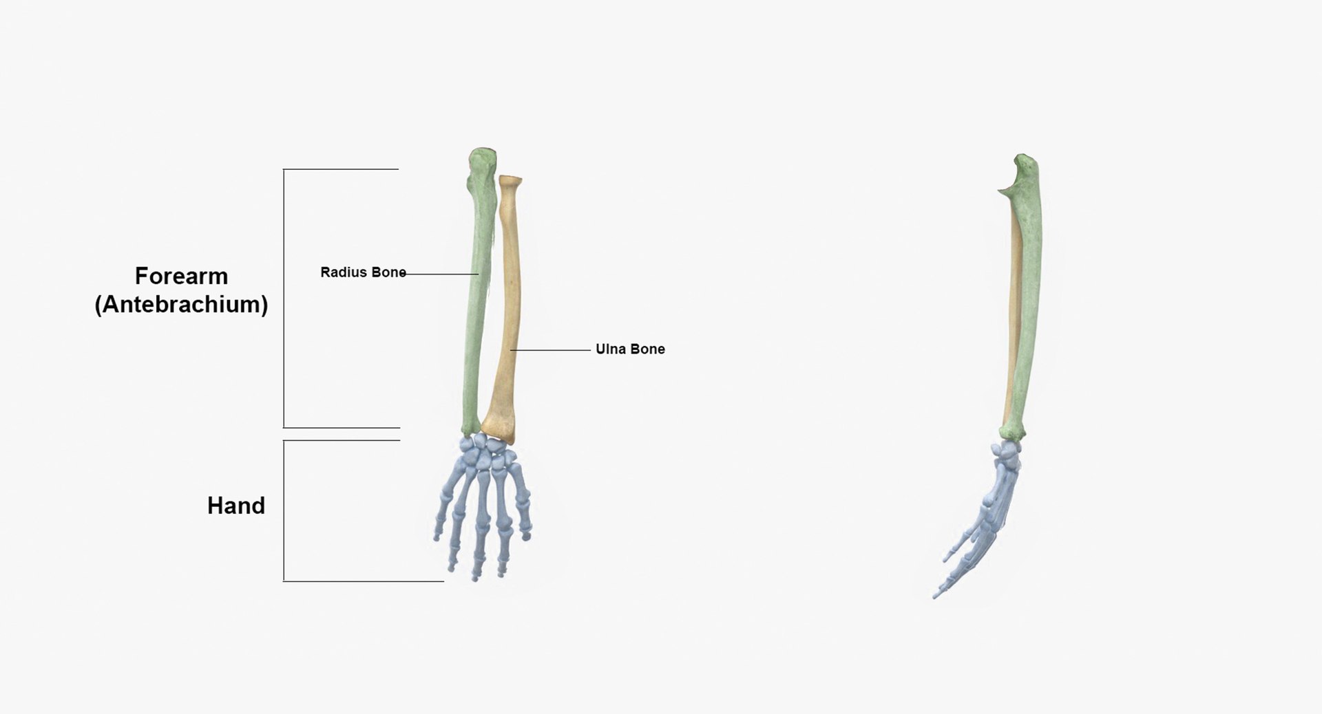 Human hand ulna radius 3D model - TurboSquid 1657083