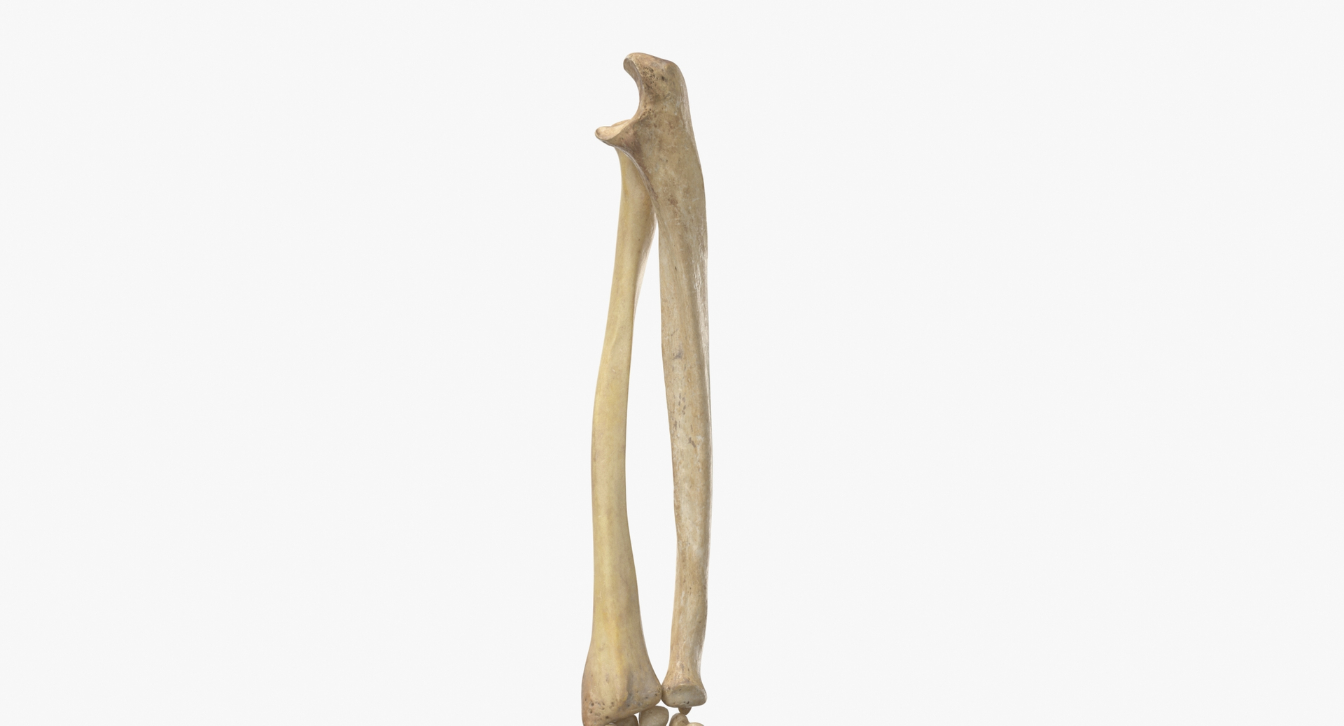 Human hand ulna radius 3D model - TurboSquid 1657083