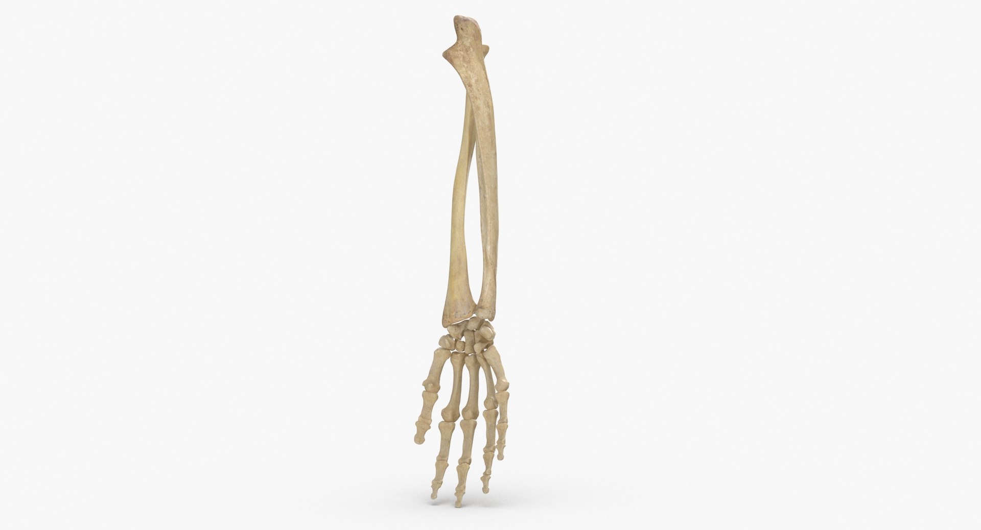 Human Hand Ulna Radius 3D Model - TurboSquid 1657083
