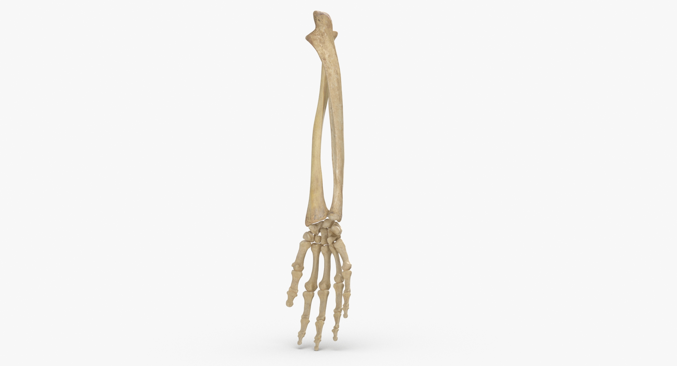 modelo 3d Anatomía de los huesos del radio y el cúbito de la mano ...