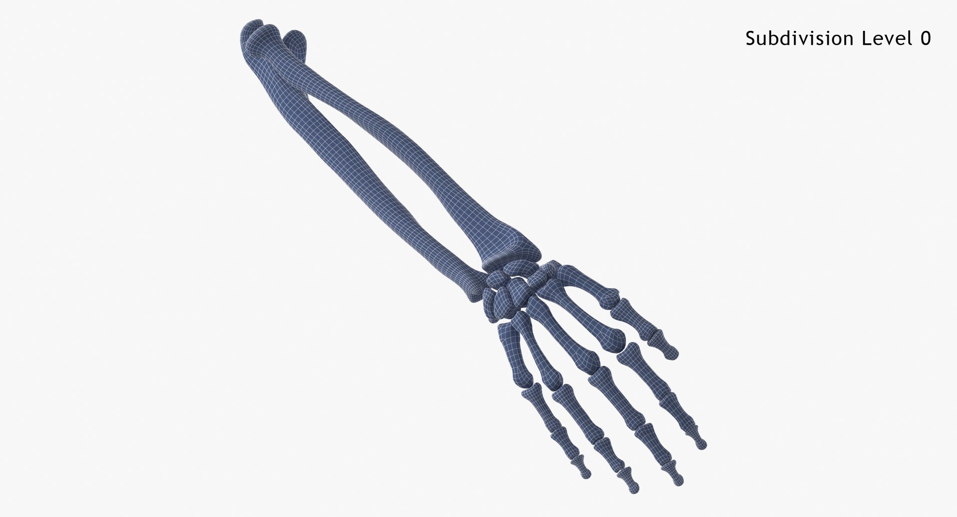 Human hand ulna radius 3D model - TurboSquid 1657083