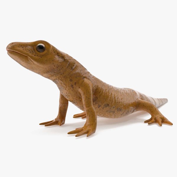 modelo 3d Smooth Newt preparado para Cinema 4D - TurboSquid 2157028