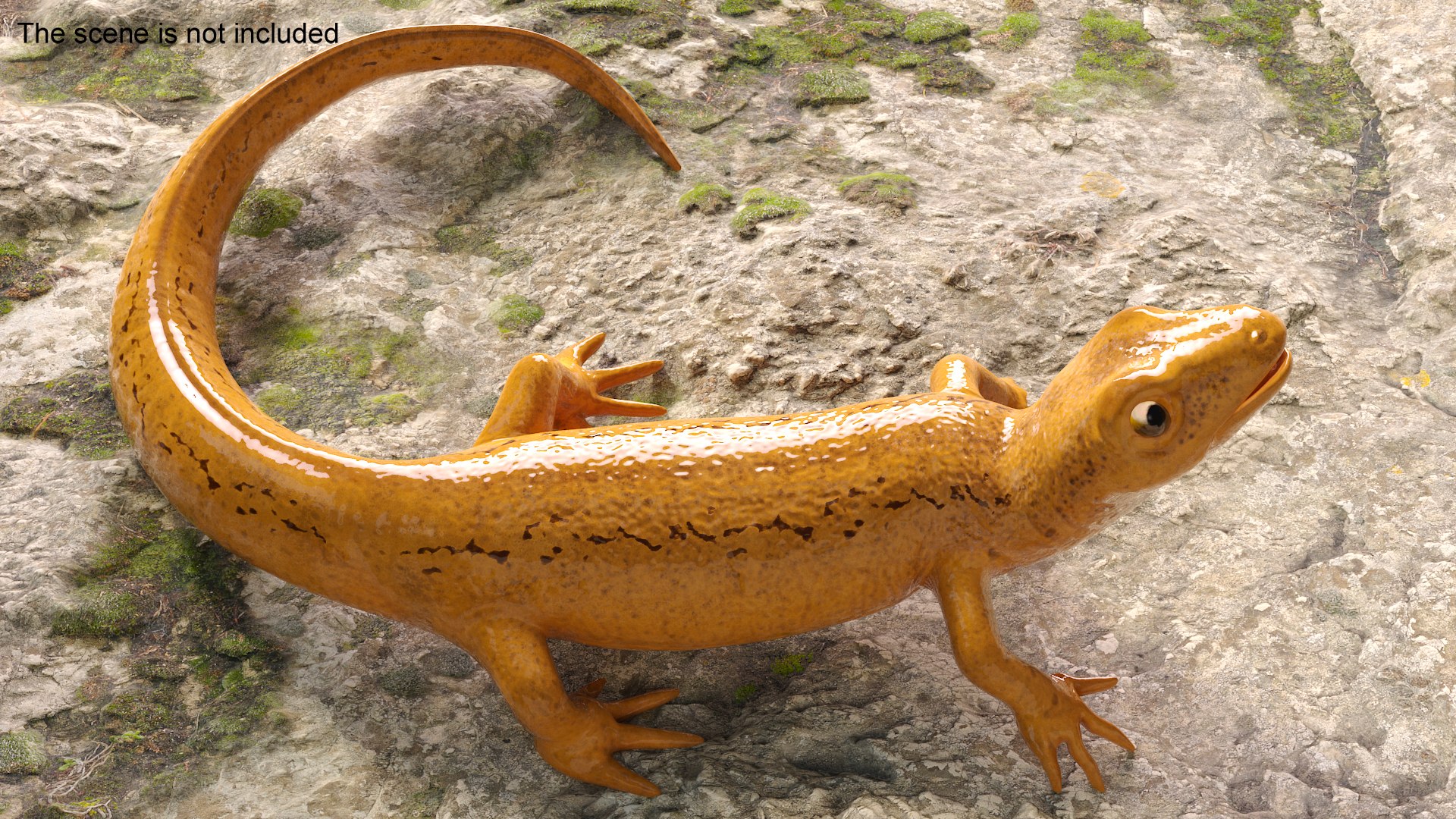 Smooth Newt Rigged For Cinema 4D 3D Model - TurboSquid 2157028