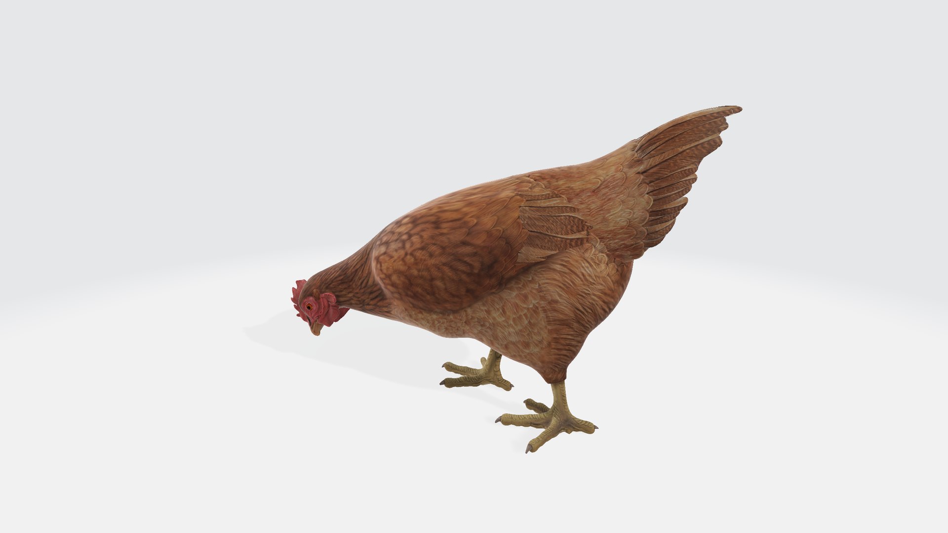 Pecking Chicken 3D Model - TurboSquid 2401904