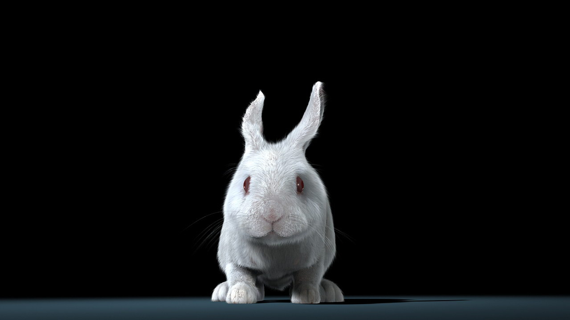 Maya Rabbit White Fur Animation