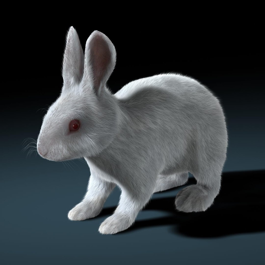 Maya Rabbit White Fur Animation