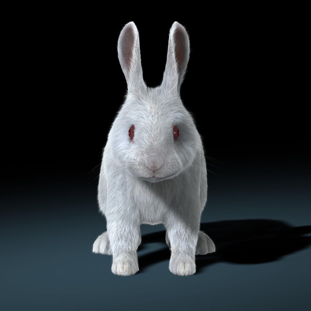 Maya Rabbit White Fur Animation
