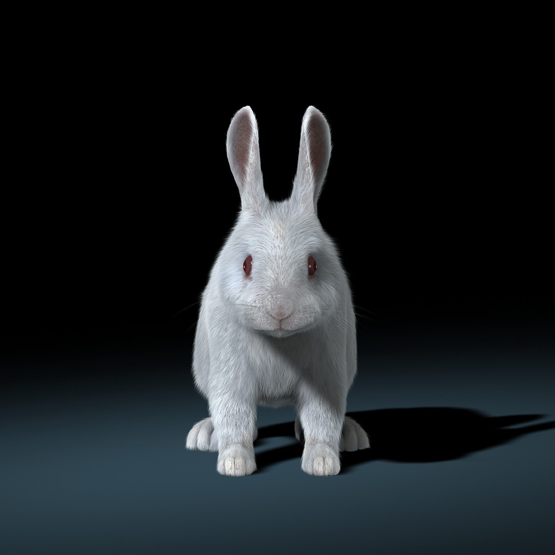 Maya Rabbit White Fur Animation