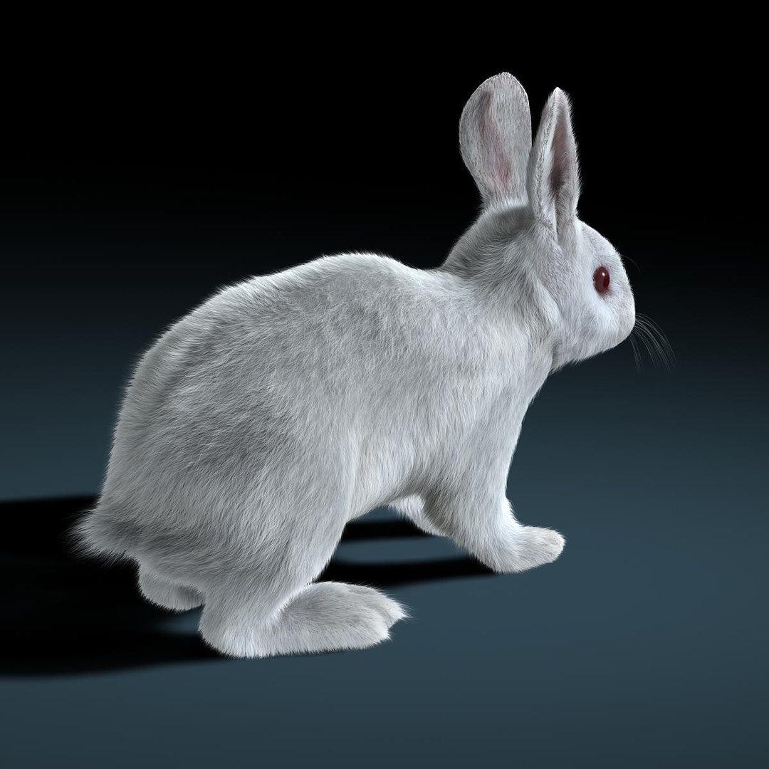 Maya Rabbit White Fur Animation