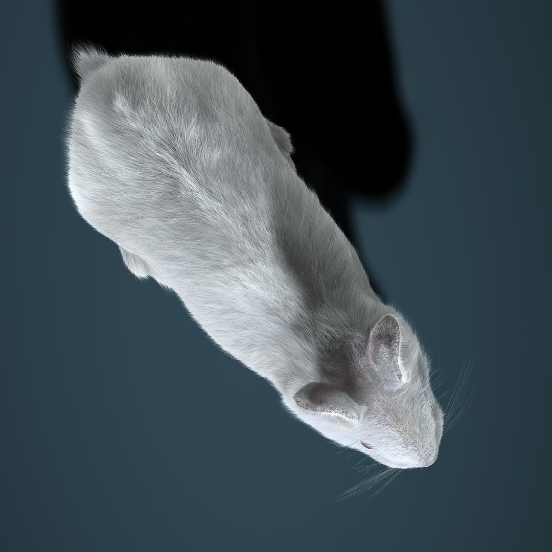 Maya Rabbit White Fur Animation