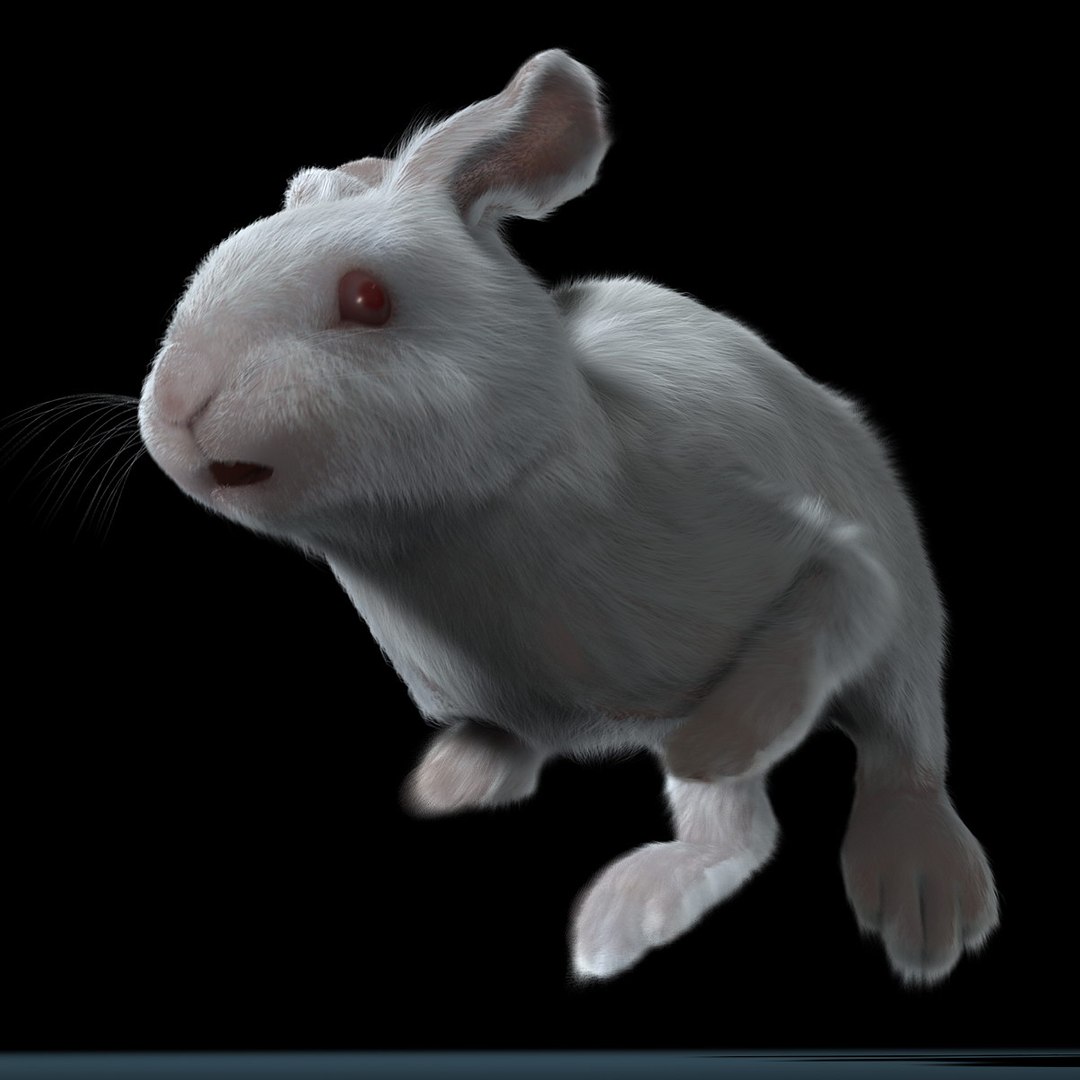 Maya Rabbit White Fur Animation