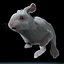 Maya Rabbit White Fur Animation
