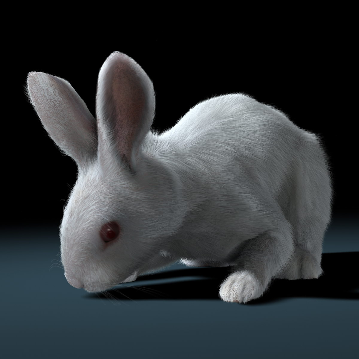 maya rabbit white fur animation